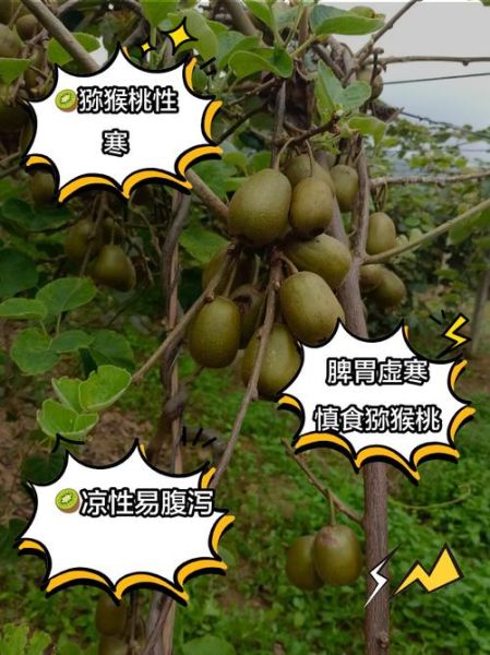 吃猕猴桃上火吗_猕猴桃上火还是降火-第1张图片-山城妙识