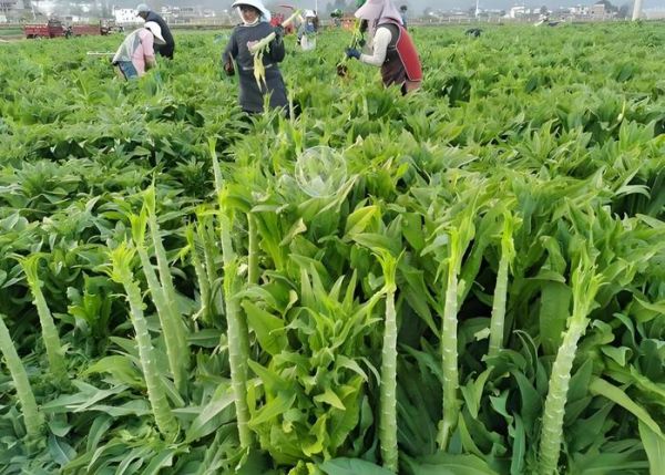 贡菜是哪里的特产_贡菜产地在哪里-第1张图片-山城妙识 贡菜是哪里的特产_贡菜产地在哪里-第1张图片-山城妙识