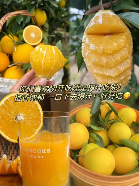 赣南脐橙的功效与作用_孕妇能吃吗-第3张图片-山城妙识