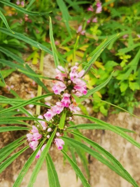 农村常见野草有哪些功效_农村100种野草功效大全-第2张图片-山城妙识 农村常见野草有哪些功效_农村100种野草功效大全-第2张图片-山城妙识