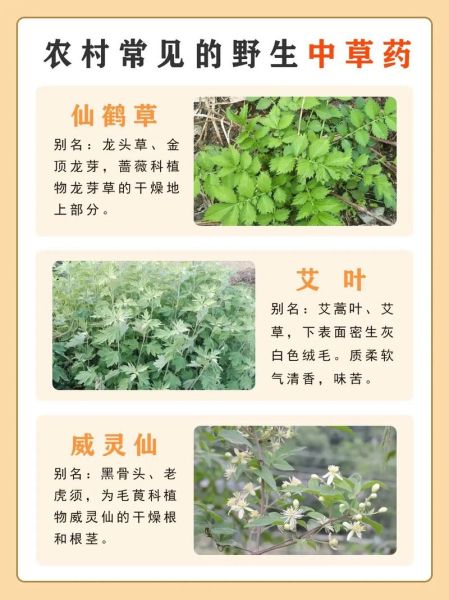 农村常见野草有哪些功效_农村100种野草功效大全-第1张图片-山城妙识 农村常见野草有哪些功效_农村100种野草功效大全-第1张图片-山城妙识
