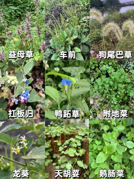 农村常见野草有哪些功效_农村100种野草功效大全-第3张图片-山城妙识 农村常见野草有哪些功效_农村100种野草功效大全-第3张图片-山城妙识