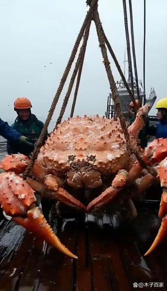 世界上最大的螃蟹有哪些_十大巨型蟹排名-第2张图片-山城妙识