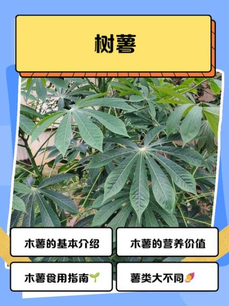 木薯叶子能吃吗_木薯叶子毒性有多强-第3张图片-山城妙识