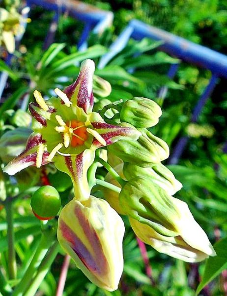 木薯叶子能吃吗_木薯叶子毒性有多强-第1张图片-山城妙识