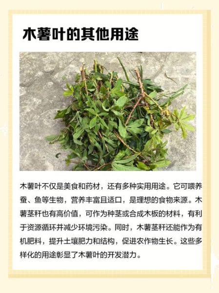 木薯叶子能吃吗_木薯叶子毒性有多强-第2张图片-山城妙识