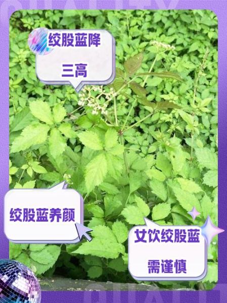 长期喝绞股蓝的副作用_哪些人不能喝-第2张图片-山城妙识