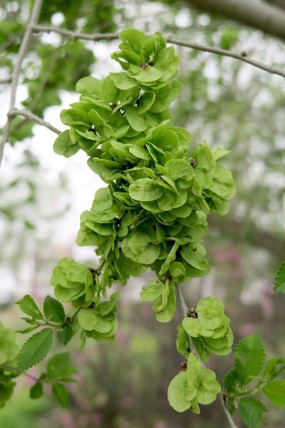 榆钱树生长在什么地方_榆钱树适合什么环境-第1张图片-山城妙识