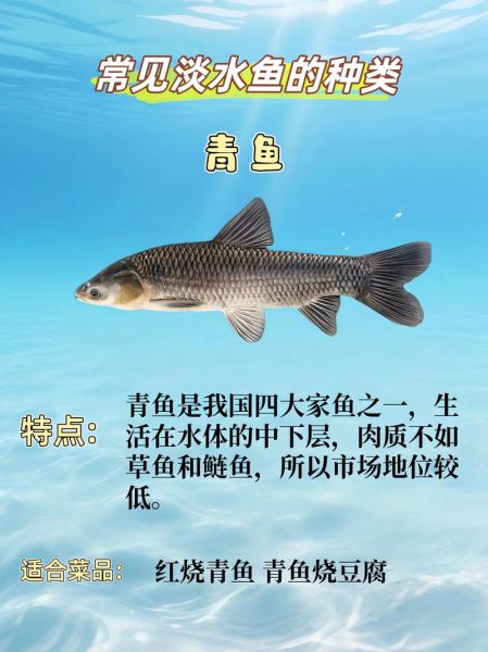 中国淡水鱼种类有哪些_如何识别常见淡水鱼-第2张图片-山城妙识 中国淡水鱼种类有哪些_如何识别常见淡水鱼-第2张图片-山城妙识