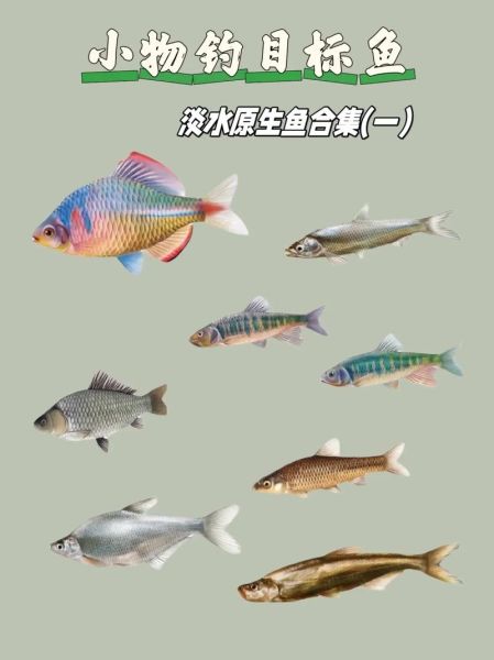 中国淡水鱼种类有哪些_如何识别常见淡水鱼-第3张图片-山城妙识 中国淡水鱼种类有哪些_如何识别常见淡水鱼-第3张图片-山城妙识