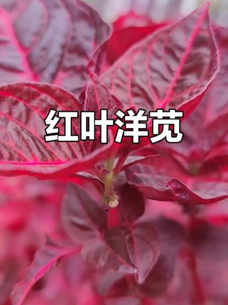 孕妇能吃苋菜吗_红色苋菜孕期安全-第1张图片-山城妙识 孕妇能吃苋菜吗_红色苋菜孕期安全-第1张图片-山城妙识