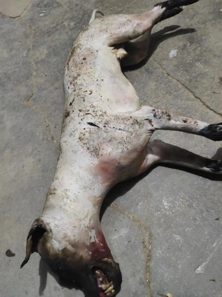 狗肉火锅怎么做_湘菜狗肉火锅正宗做法-第3张图片-山城妙识