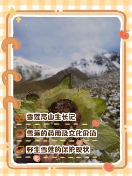 野生雪莲花长什么样_野生雪莲花图片真假辨别-第1张图片-山城妙识 野生雪莲花长什么样_野生雪莲花图片真假辨别-第1张图片-山城妙识