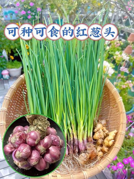 红葱头怎么炒好吃_红葱头做法大全-第1张图片-山城妙识 红葱头怎么炒好吃_红葱头做法大全-第1张图片-山城妙识