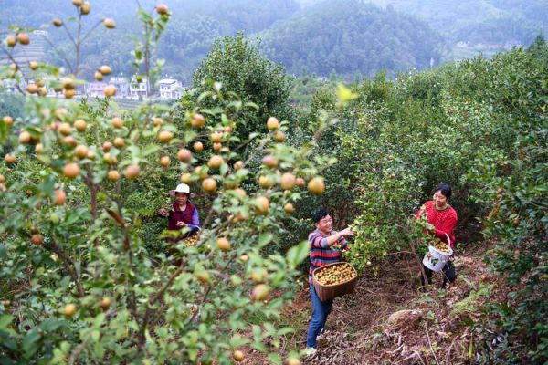油茶树种植方法_油茶树几年结果-第1张图片-山城妙识 油茶树种植方法_油茶树几年结果-第1张图片-山城妙识