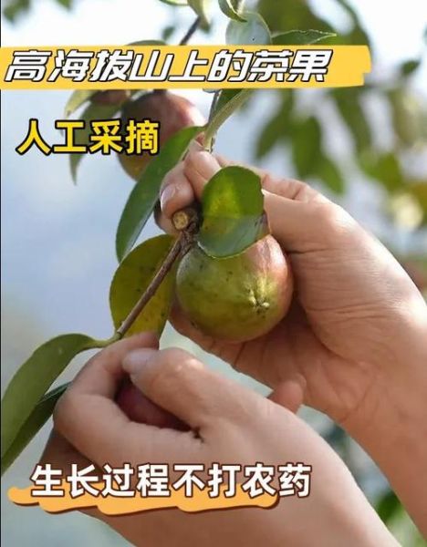 油茶树种植方法_油茶树几年结果-第2张图片-山城妙识 油茶树种植方法_油茶树几年结果-第2张图片-山城妙识