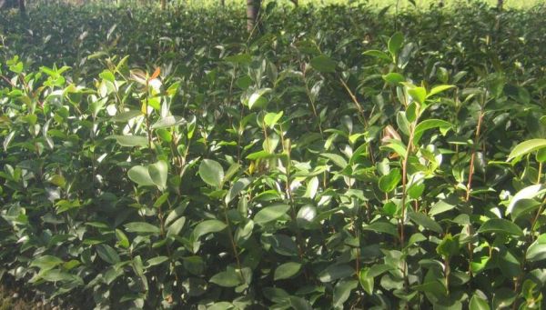 油茶树种植方法_油茶树几年结果-第3张图片-山城妙识 油茶树种植方法_油茶树几年结果-第3张图片-山城妙识