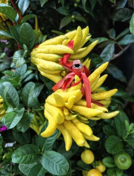 佛手多少钱一斤_新鲜佛手价格行情-第1张图片-山城妙识