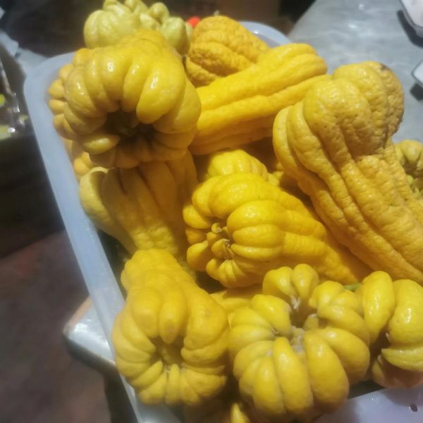 佛手多少钱一斤_新鲜佛手价格行情-第3张图片-山城妙识