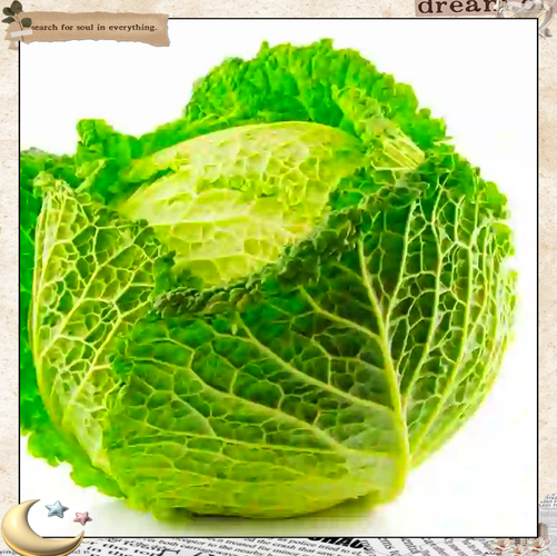 卷心菜图片长什么样_卷心菜和包菜区别-第1张图片-山城妙识 卷心菜图片长什么样_卷心菜和包菜区别-第1张图片-山城妙识