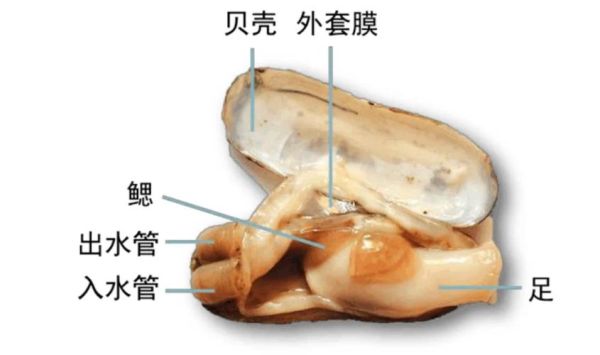蛏子怎么吃_蛏子吃哪里-第3张图片-山城妙识