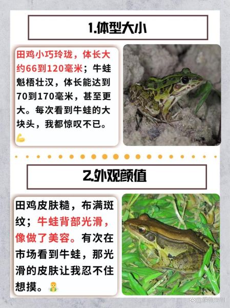 田鸡和牛蛙哪个营养好_田鸡和牛蛙营养价值对比-第1张图片-山城妙识 田鸡和牛蛙哪个营养好_田鸡和牛蛙营养价值对比-第1张图片-山城妙识