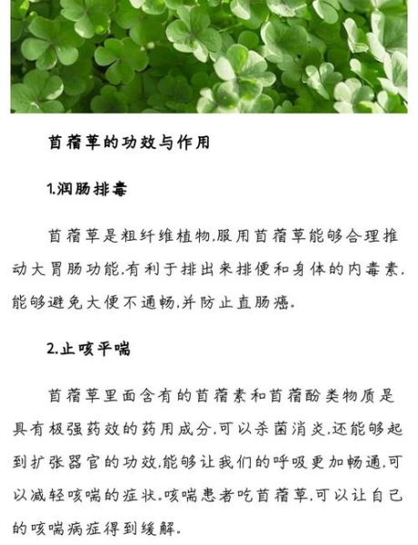 吃苜蓿有什么好处_苜蓿的营养价值与功效-第2张图片-山城妙识