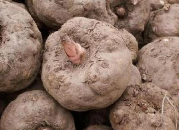 魔芋粉能减肥吗_魔芋粉的禁忌人群有哪些-第3张图片-山城妙识