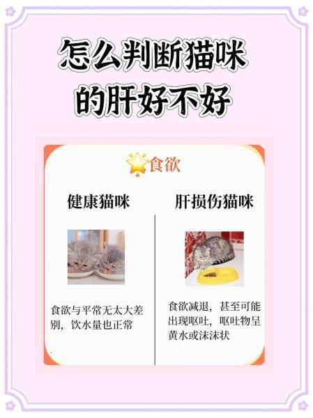 猫吃鸡肝的好处和坏处_猫能天天吃鸡肝吗-第2张图片-山城妙识