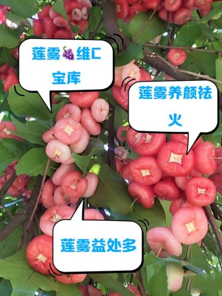 莲雾的营养价值有哪些_莲雾的功效与作用-第1张图片-山城妙识 莲雾的营养价值有哪些_莲雾的功效与作用-第1张图片-山城妙识