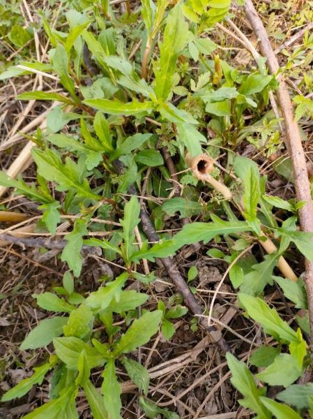 野马兰头长什么样_野马兰头能吃吗-第2张图片-山城妙识