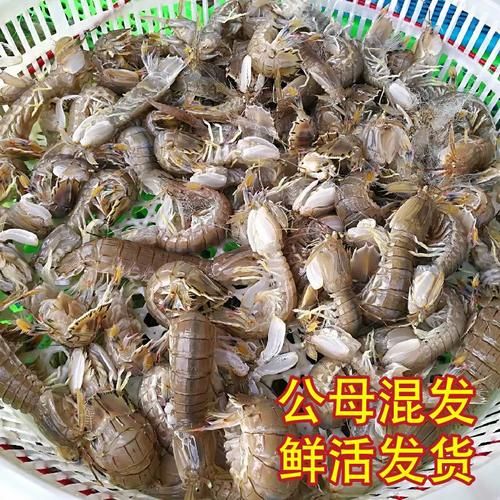 富贵虾和皮皮虾的区别_哪个更好吃-第1张图片-山城妙识 富贵虾和皮皮虾的区别_哪个更好吃-第1张图片-山城妙识