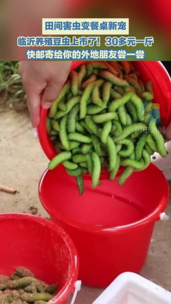 豆虫怎么养殖_豆虫养殖赚钱吗-第3张图片-山城妙识