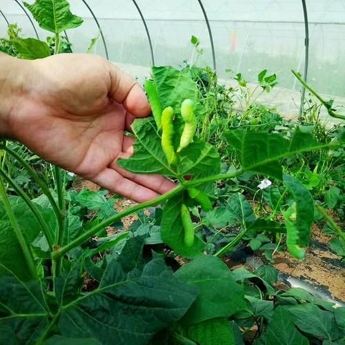 豆虫怎么养殖_豆虫养殖赚钱吗-第2张图片-山城妙识