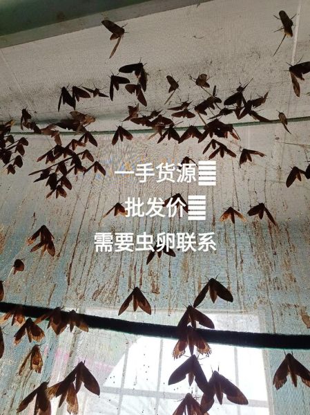 豆虫怎么养殖_豆虫养殖赚钱吗-第1张图片-山城妙识