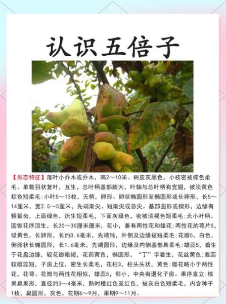 五倍子有什么功效_五倍子怎么用效果最好-第1张图片-山城妙识 五倍子有什么功效_五倍子怎么用效果最好-第1张图片-山城妙识