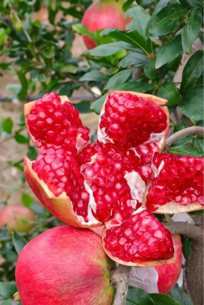 甜石榴怎么挑选_甜石榴图片实拍细节-第2张图片-山城妙识 甜石榴怎么挑选_甜石榴图片实拍细节-第2张图片-山城妙识