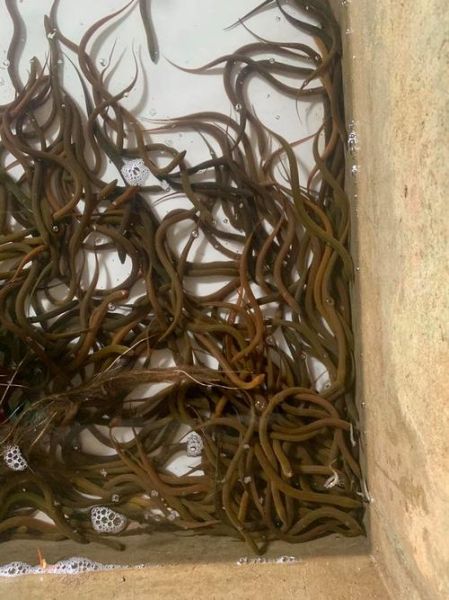 黄鳝鱼苗多少钱一斤_黄鳝鱼苗怎么养-第2张图片-山城妙识