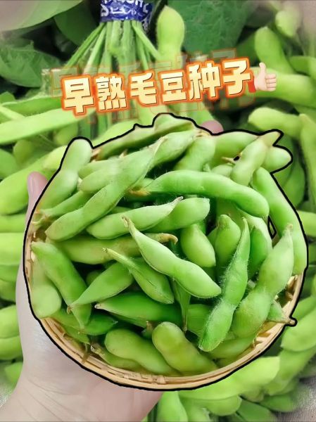 毛豆不能和什么一起吃_毛豆相克食物有哪些-第3张图片-山城妙识