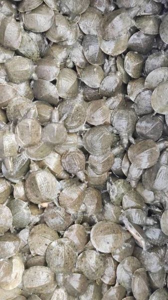 甲鱼苗多久能长大_甲鱼苗一年能长多大-第1张图片-山城妙识