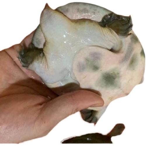 甲鱼苗多久能长大_甲鱼苗一年能长多大-第3张图片-山城妙识