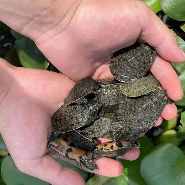 甲鱼苗多久能长大_甲鱼苗一年能长多大-第2张图片-山城妙识