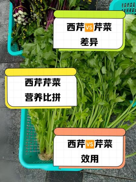 西芹和芹菜的营养区别_哪个更健康-第3张图片-山城妙识 西芹和芹菜的营养区别_哪个更健康-第3张图片-山城妙识