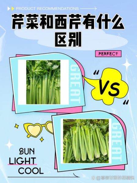 西芹和芹菜的营养区别_哪个更健康-第2张图片-山城妙识 西芹和芹菜的营养区别_哪个更健康-第2张图片-山城妙识