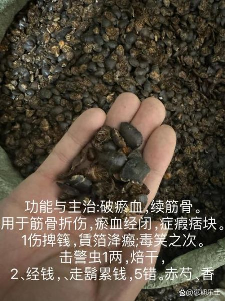 土鳖虫价格多少钱一斤_土鳖虫最新行情-第1张图片-山城妙识