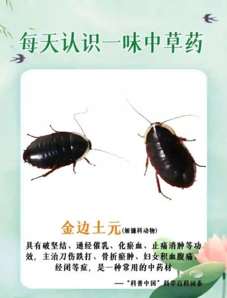 土鳖虫价格多少钱一斤_土鳖虫最新行情-第2张图片-山城妙识