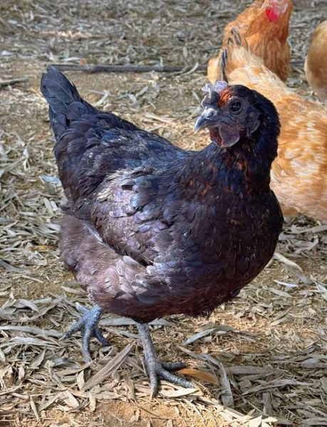 五黑鸡图片_五黑鸡为什么那么黑-第1张图片-山城妙识