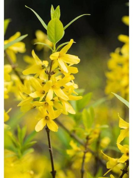 连翘图片怎么拍_连翘花高清图下载-第1张图片-山城妙识 连翘图片怎么拍_连翘花高清图下载-第1张图片-山城妙识