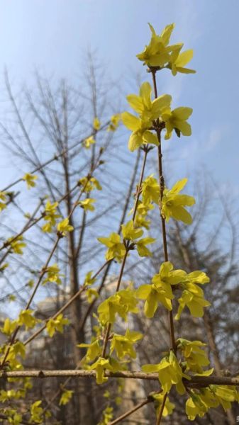 连翘图片怎么拍_连翘花高清图下载-第2张图片-山城妙识 连翘图片怎么拍_连翘花高清图下载-第2张图片-山城妙识