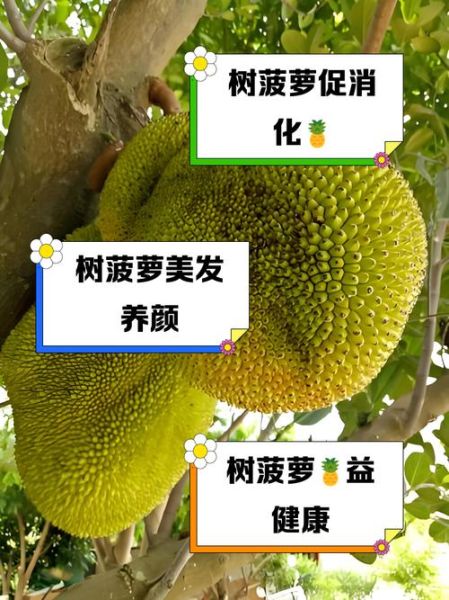 木菠萝的功效与作用_木菠萝怎么吃不上火-第2张图片-山城妙识